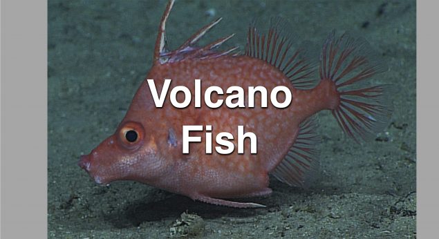 Volcano Fish - Global Foundation for Ocean Exploration