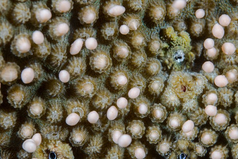 How Do Corals Reproduce? – Global Foundation for Ocean Exploration
